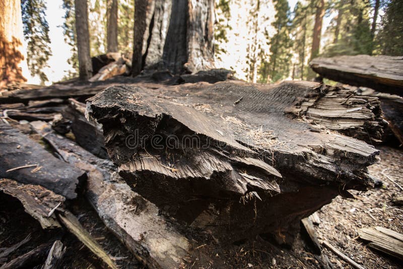 Burnt Giant Sequoia Tree Sequoiadendron Giganteum In Sequoia Nat Stock ...