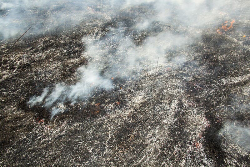 Burnt Smoking Grass after the Fire Stock Photo - Image of environmental ...