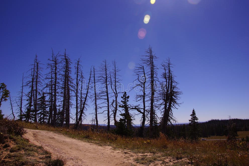Burnt Snags from Forest Fire Stock Image - Image of snag, national ...
