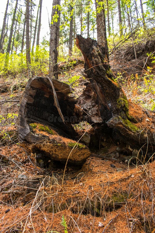 Stump of an Old Burnt Tree in a Coniferous Forest Stock Image - Image ...