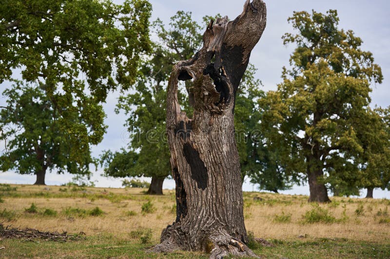 Burnt Stump among Centennial Trees Stock Photo - Image of natural ...