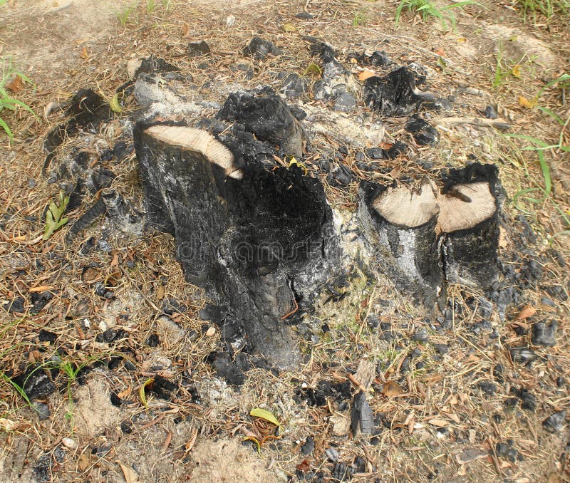Burnt Stump stock image. Image of wood, stump, texture - 97380715