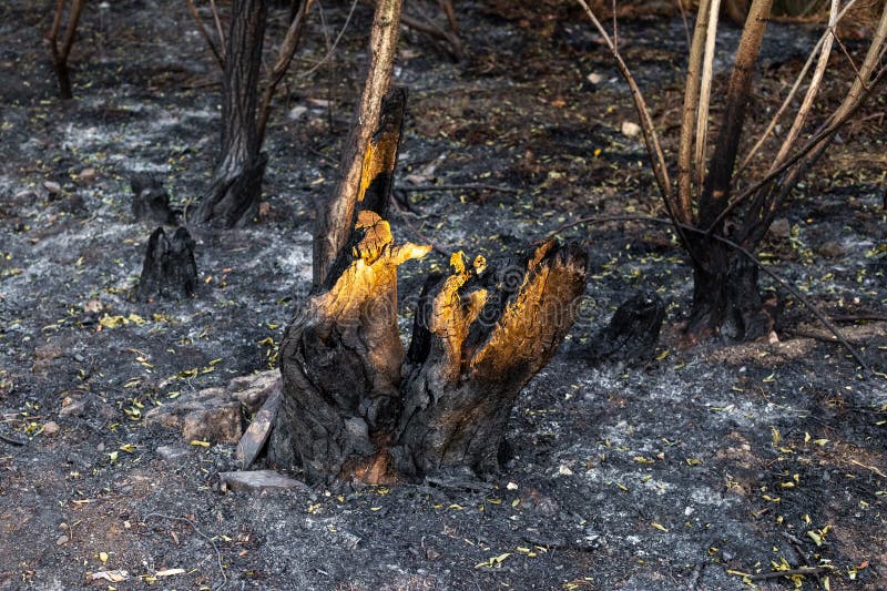 Burnt Stump and Tree Trunks after a Big Fire in the Forest. Fire Danger ...