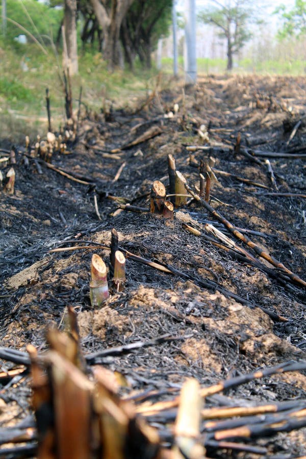 Burnt sugar cane stock photo. Image of close, oblique - 197048312
