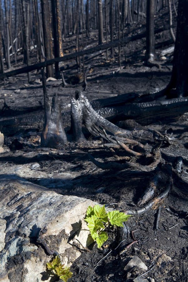 Burnt Timber stock image. Image of black, growth, trees - 1442325