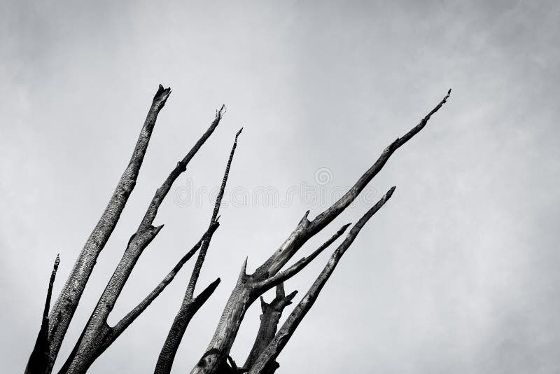 Burnt tree against the sky stock image. Image of gray - 42150397