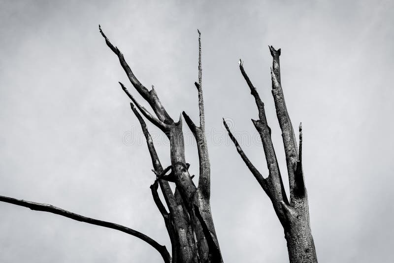 Burnt tree against the sky stock photo. Image of season - 38702552