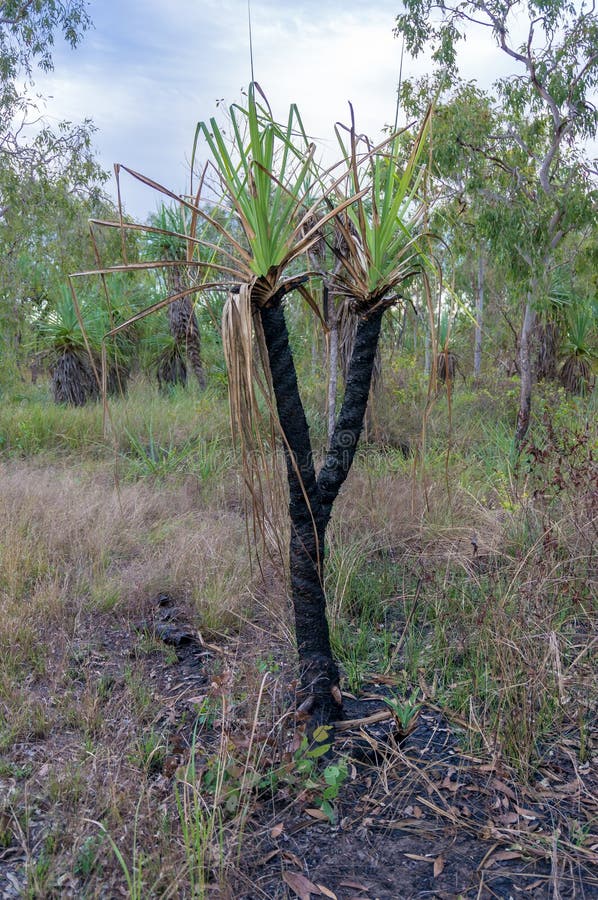 Burnt Tree with Ash Trunk in the Forest. Bushfire, Wildfire Aftermath ...