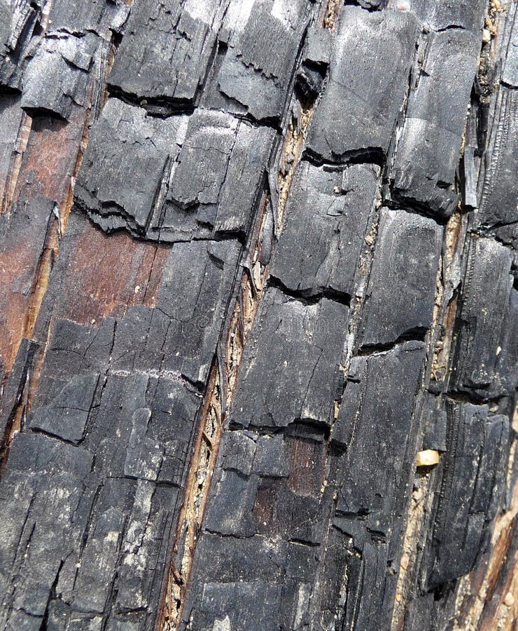 Burnt Tree Bark 3 stock image. Image of coarse, timber - 5639525