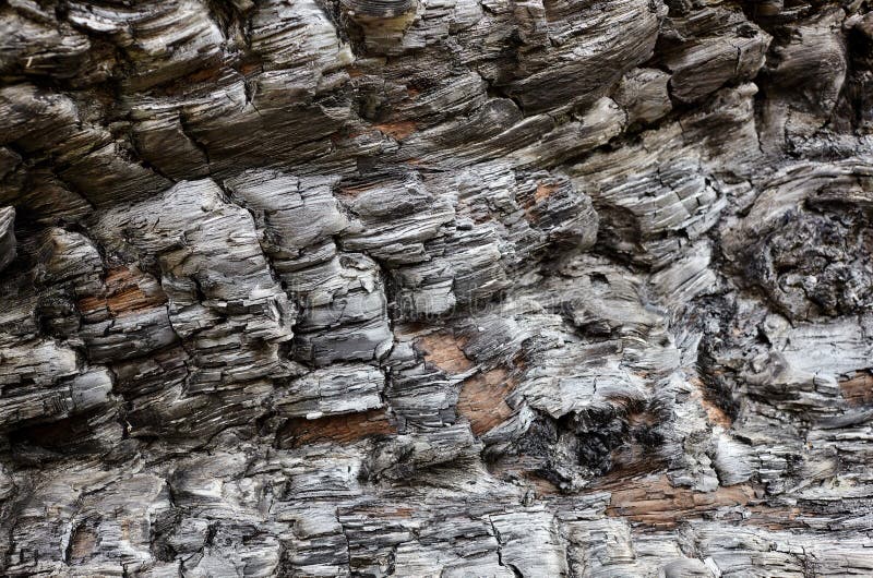Burnt tree bark background stock photo. Image of black - 259972176
