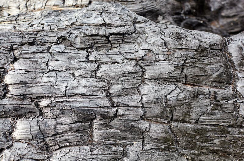 Burnt Tree Bark Background. Tileable Texture of Burnt Wood Stock Photo ...