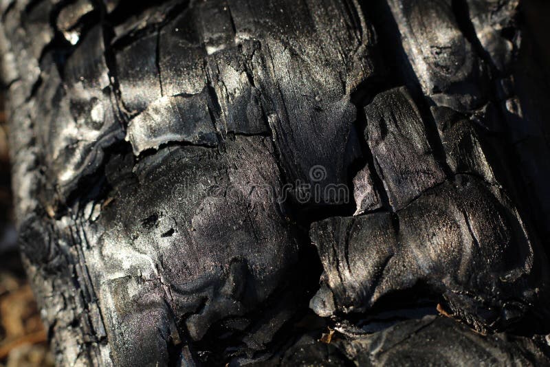 Burnt Tree Bark Black Background, Charred Tree in the Forest. Autumn ...
