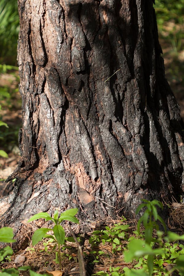 Burnt tree bark stock photo. Image of imperial, nature - 17553088
