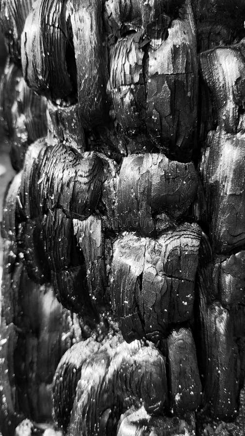 Burnt Tree in Black & White Stock Photo - Image of white, black: 179673164