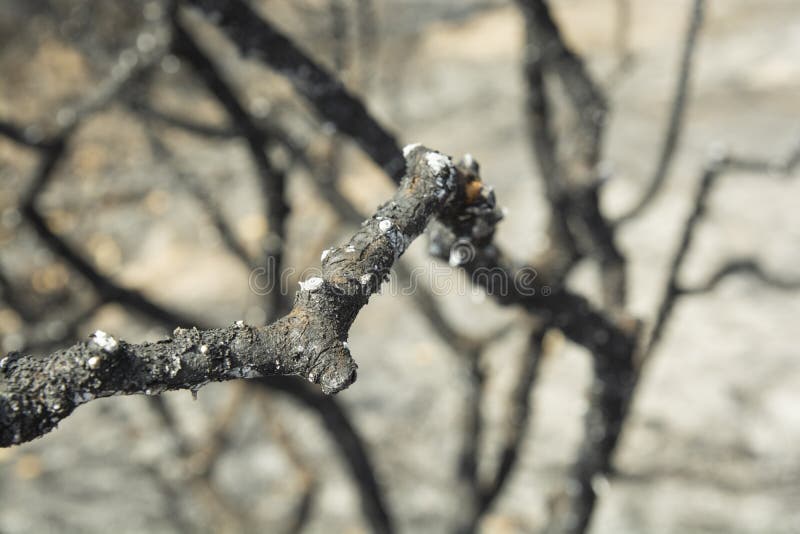 Burnt Tree Branch after Fire Stock Photo - Image of brown, bark: 207537628