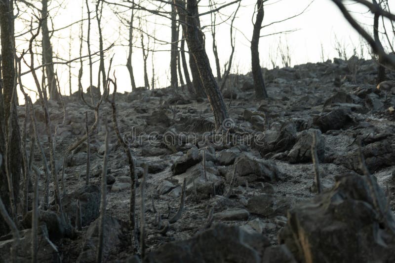 Burnt Tree Branches at Bodrum Mugla Turkey Stock Photo - Image of ...