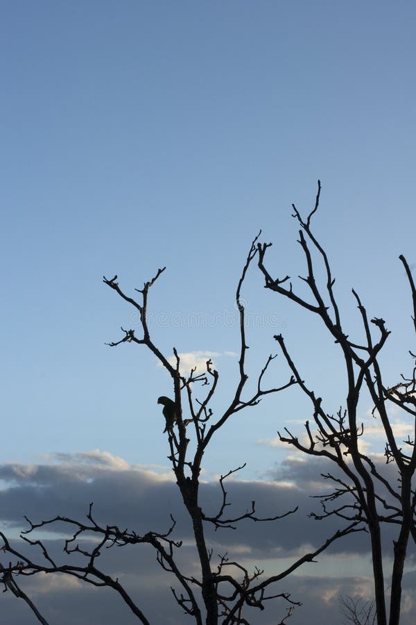 Burnt Tree Branches after Fire Stock Photo - Image of water, beauty ...
