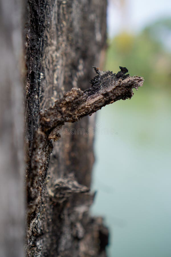 A Close-up View of the Burned Tree Trunk Stock Image - Image of ...