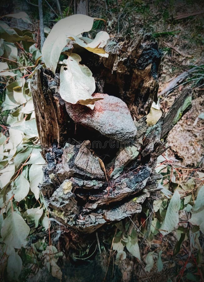 Burnt Tree Creates New Life Stock Image - Image of burnt, creates ...