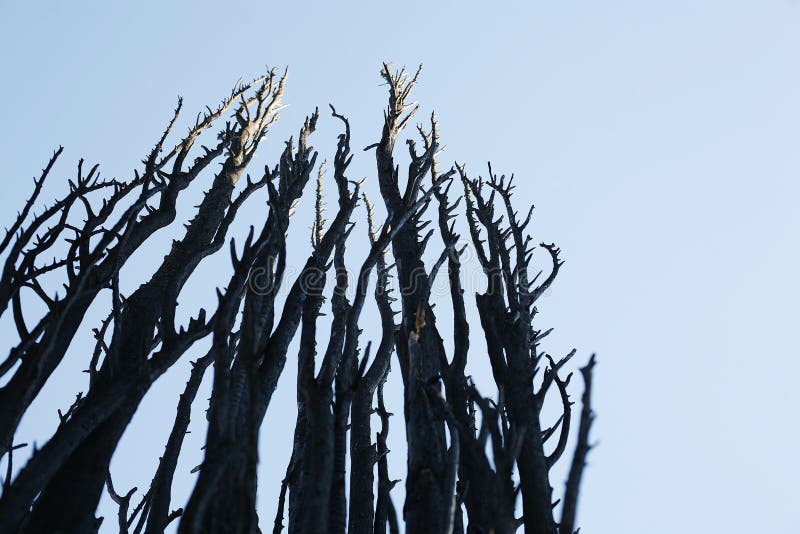 Burnt Tree stock photo. Image of vegetation, flora, abstract - 57550678