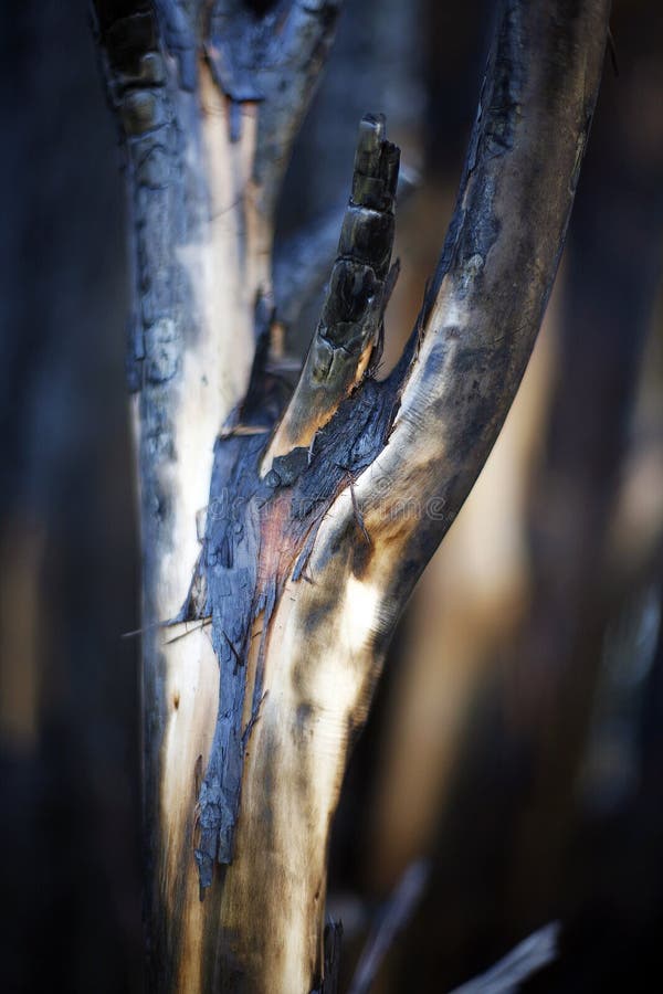 Burnt Tree stock image. Image of fire, branches, plant - 57550905