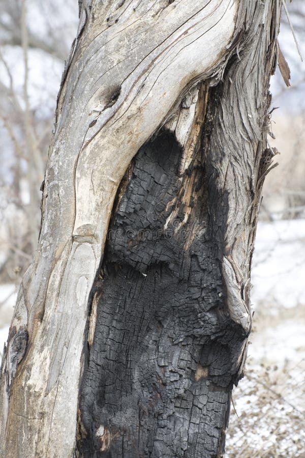 Burnt Tree. Forest Fire Protection Stock Photo - Image of burn, orange ...