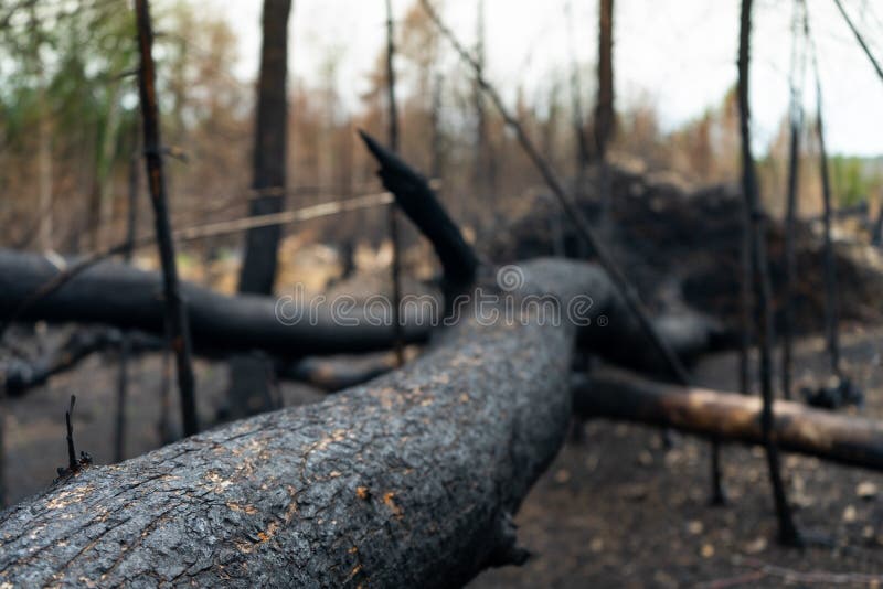 Burnt Tree in a Forest in Germany Stock Image - Image of insurance ...