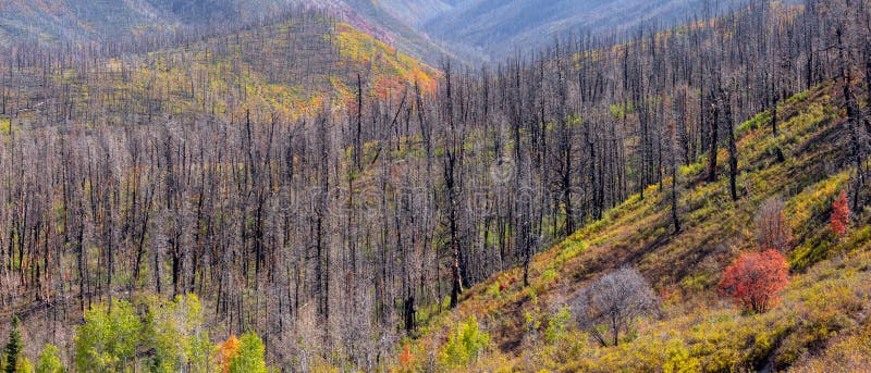 Burnt Tree Forest with New Growth in Utah during Autumn Time Stock ...