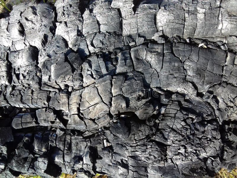 Burnt tree stock photo. Image of coal, house, background - 91914874