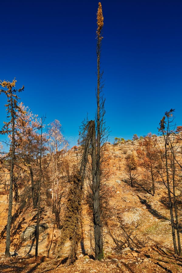 Burnt Tree Half Touching the Sky Stock Photo - Image of hill, burnt ...