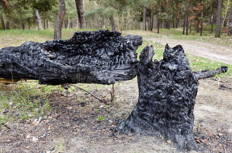 A Burnt Tree from a Lightning Strike. Tree Trunk in the Forest after a ...