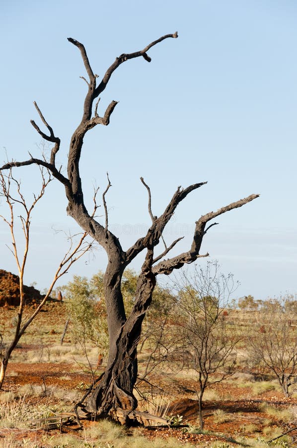 Burnt Tree - Outback Australia Stock Photo - Image of destruction ...