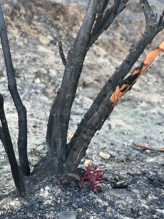 Burnt tree with red plant stock photo. Image of plant - 136896802