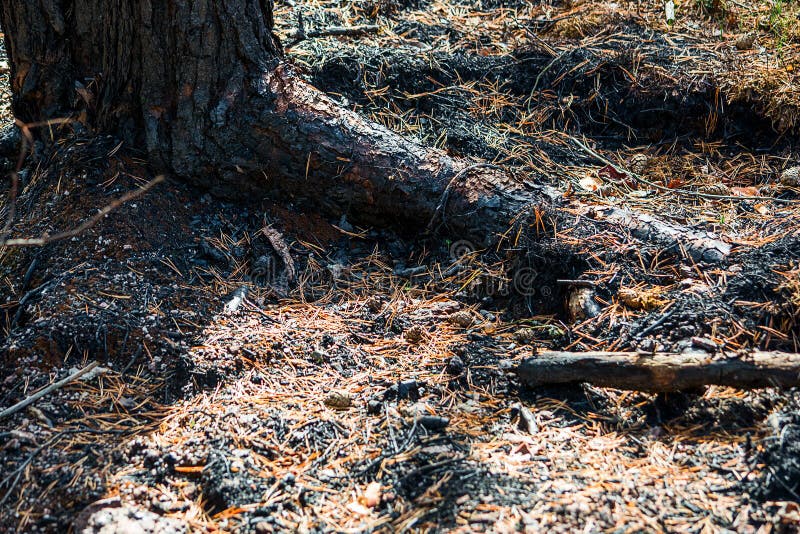 Burnt tree roots stock photo. Image of destruction, black - 133902004