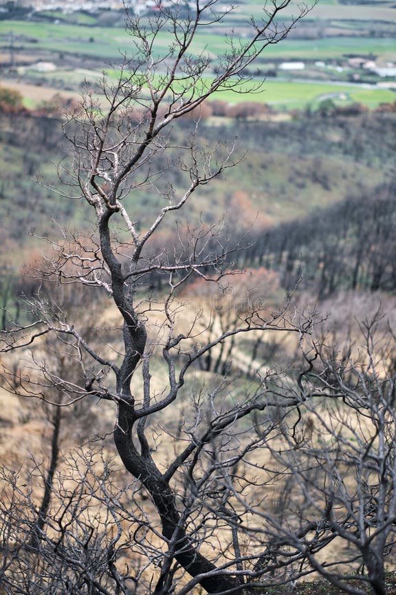 Burnt Tree Standing in Devastated Forest after Wildfire Stock Image ...