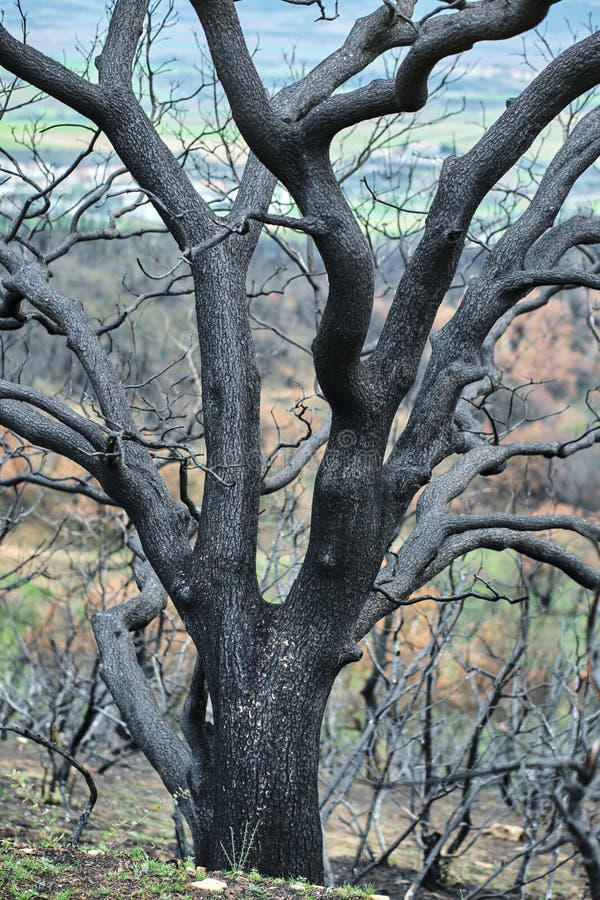 Burnt Tree Standing in Devastated Forest after Wildfire Stock Photo ...