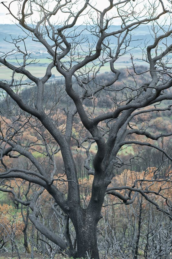 Burnt Tree Stands Tall in a Devastated Forest Landscape Stock Photo ...