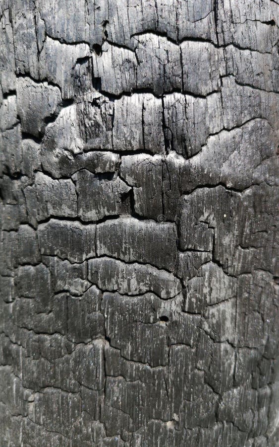 Burnt tree in the steppe stock photo. Image of tree - 124556412