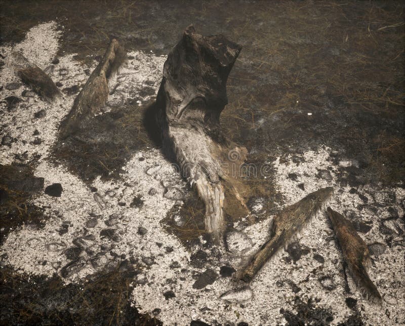Burnt Tree Stump and Pieces of Branch on a Charred Forest Floor. Stock ...