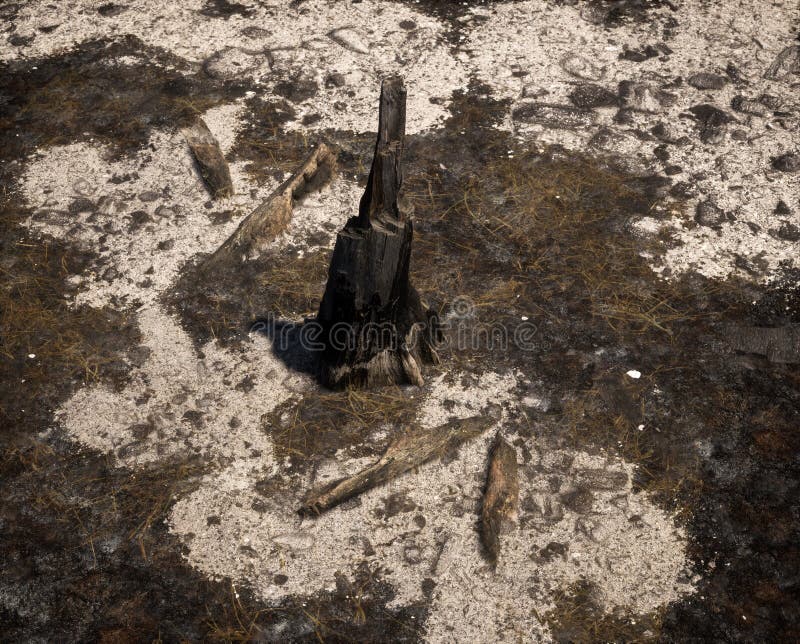 Burnt Tree Stump and Pieces of Branch on a Charred Forest Floor. Stock ...