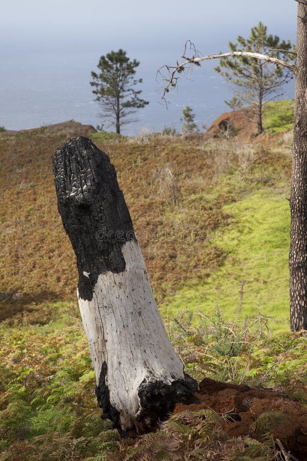 Burnt Tree Stump on the Slopes of Madeira Stock Image - Image of burned ...