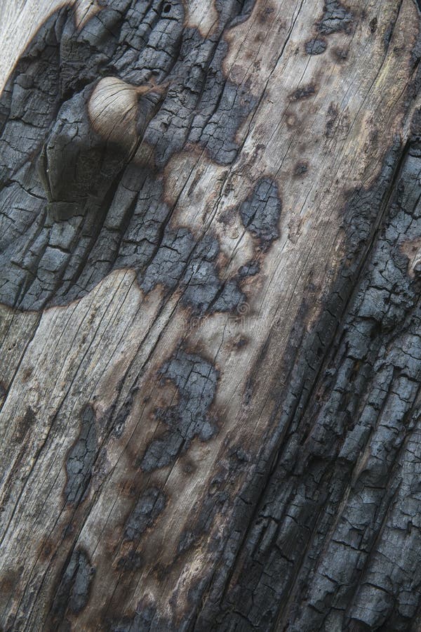 A Burnt Tree Texture stock photo. Image of cracks, close - 112701088