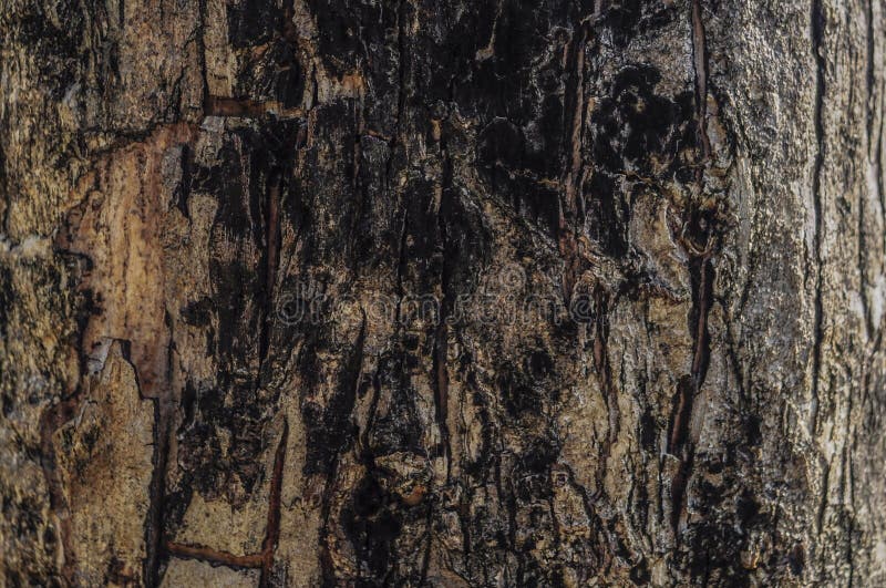 Burnt tree texture stock image. Image of forest, surface - 92194977