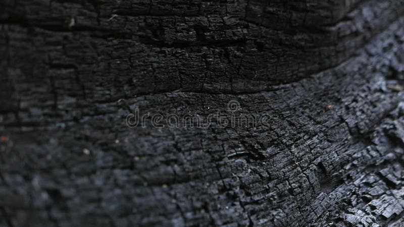 Burnt Tree Texture Shoot after Fire in a Wood Stock Video - Video of ...
