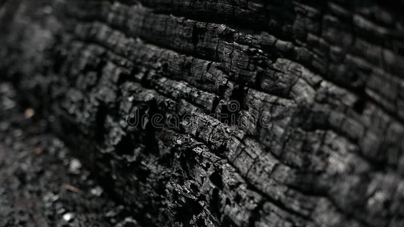 A Burnt Tree in a Forest with Flying Ashes and Particles Stock Video ...