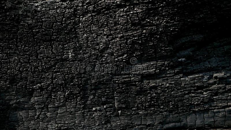 Burnt Tree Texture Shoot after Fire in a Wood Stock Video - Video of ...