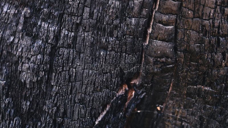 A Burnt Tree in a Forest with Flying Ashes and Particles Stock Video ...