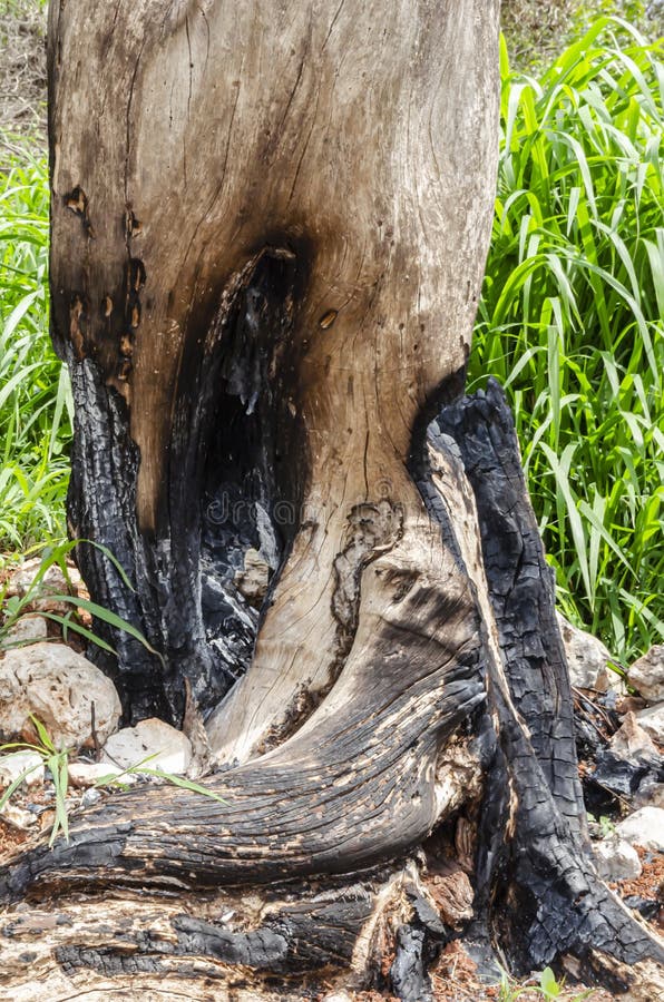 Burnt Tree stock image. Image of cavity, grass, outdoors - 245009679