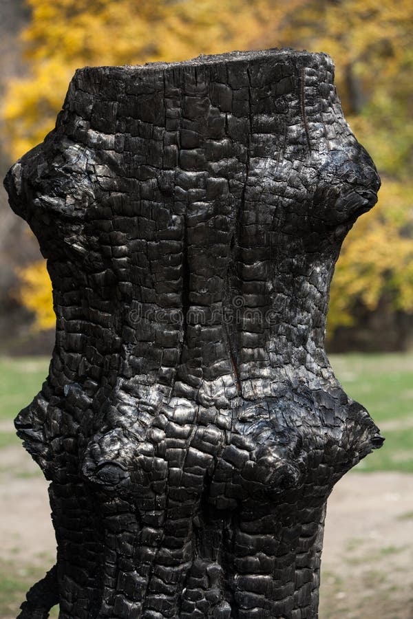 Burnt tree trunk stock photo. Image of outdoor, arrangement - 33099892