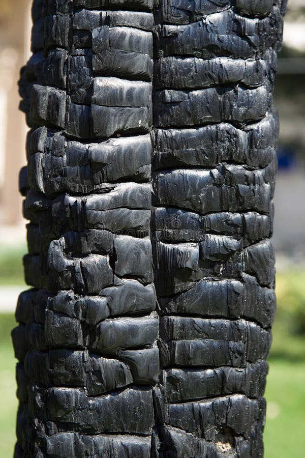 Burnt tree trunk stock image. Image of fragile, collection - 33771467